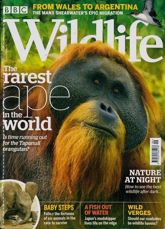 Bbc Wildlife Magazine Subscription | Buy at Newsstand.co.uk | Wildlife