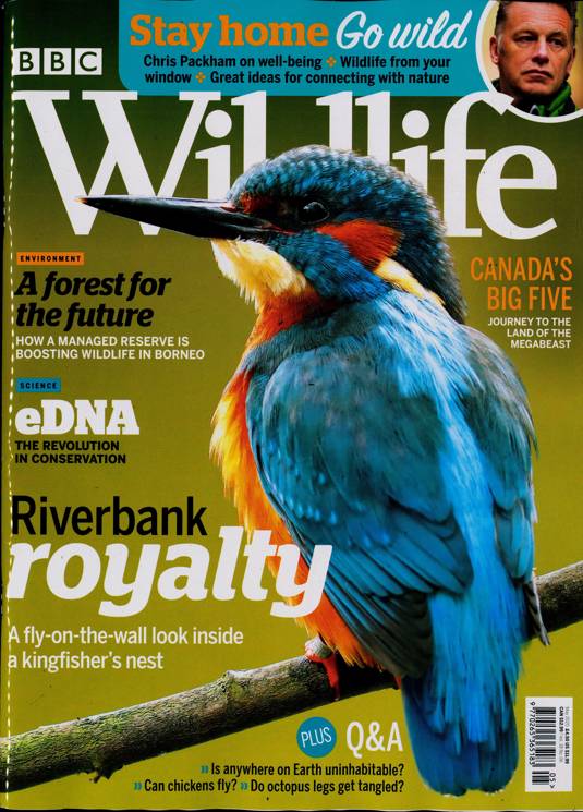 Bbc Wildlife Magazine Subscription | Buy at Newsstand.co.uk | Wildlife