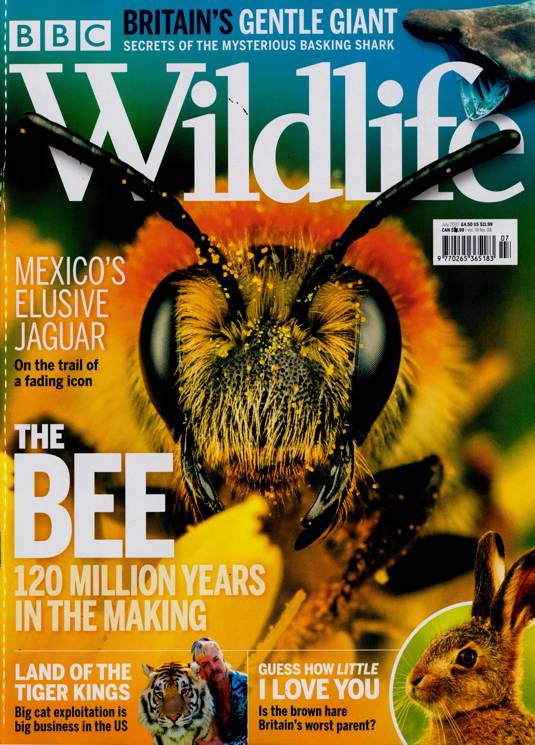 Bbc Wildlife Magazine Subscription | Buy at Newsstand.co.uk | Wildlife