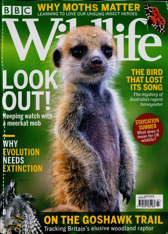 Bbc Wildlife Magazine Subscription | Buy at Newsstand.co.uk | Wildlife